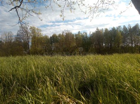 Early Spring Grass Stock Image Image Of Autumn Wetland 190630349