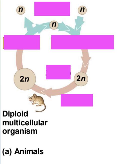 Gametic Meiosis Diagram Quizlet