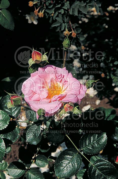 Photo Of Rosa Marie Victorin Shrub Rose