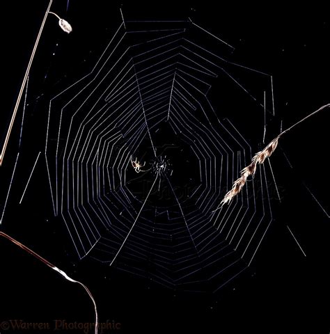 Orb Web Spider Building Web Photo Wp04260