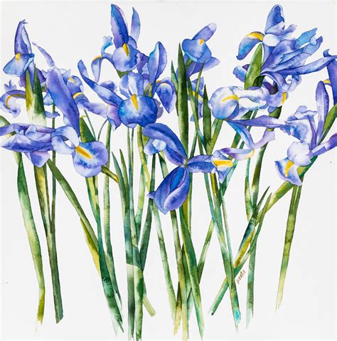 Dancing Iris Shopwag