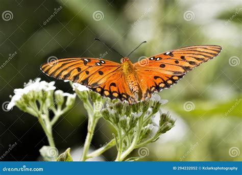 Gulf Fritillary Butterfly Agraulis Vanillae On White Crownbeard