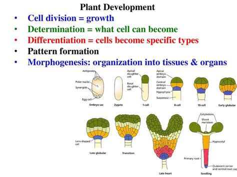 phytoremediation plant products biofuels ppt download
