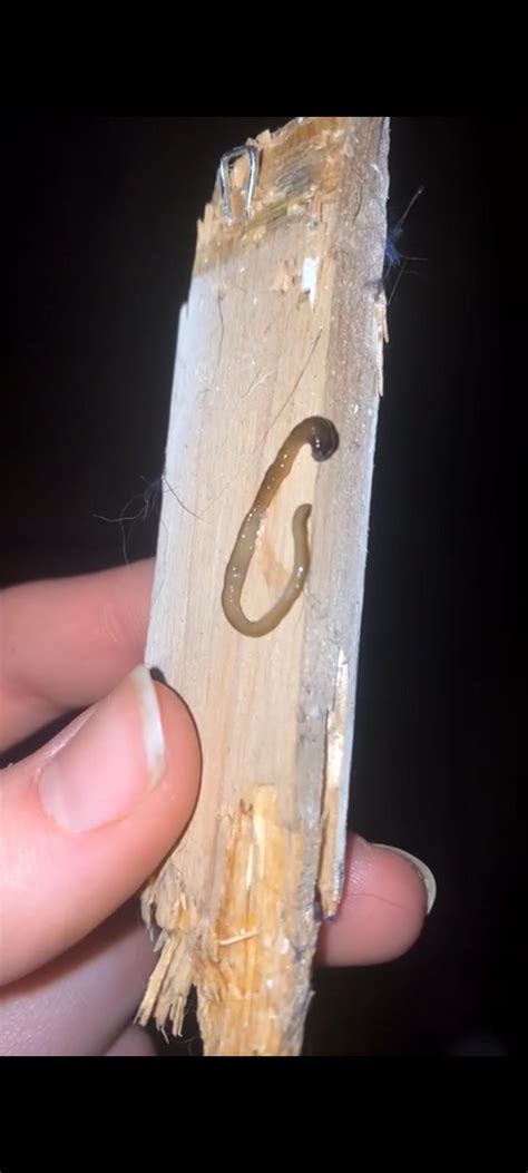 Anyone Know What This Is R Bugidentification