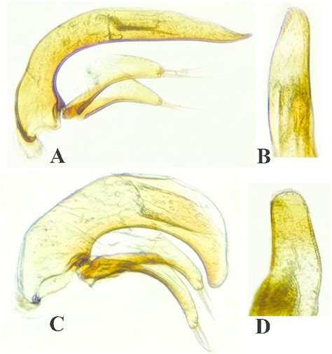 Male Genitalia A And C Median Lobe Lateral View B And D Apical Lobe Download Scientific