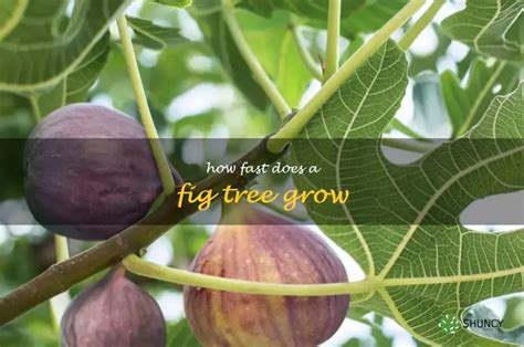 A Look At The Rapid Growth Of Fig Trees Understanding The Timing Of