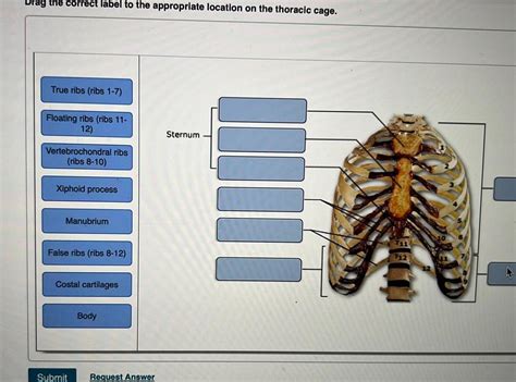 [answered] Drag The Correct Label To The Appropriate Location On The Kunduz