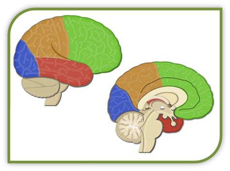 Diagram Anatomy Of The Cerebral Cortex Diagram Quizlet