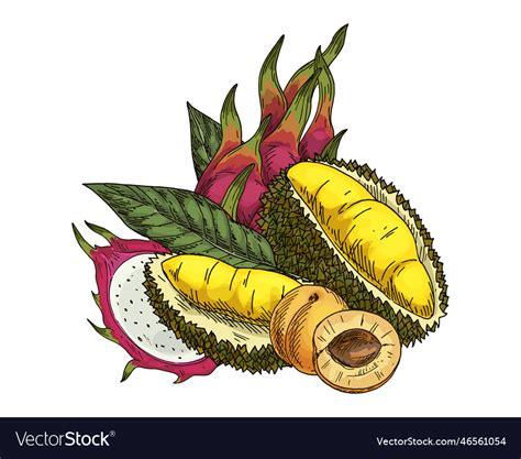 Druian Apricot Pitaya Or Dragon Fruit Royalty Free Vector