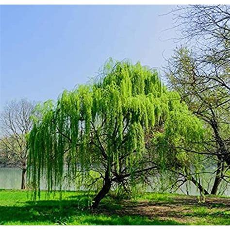 Weeping Tree Seeds 10 Pcs Seeds Bd