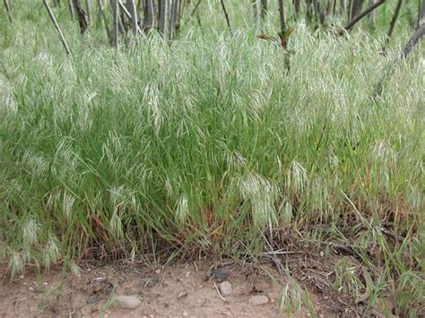 Cheatgrass Management At First Creek Studiocpg