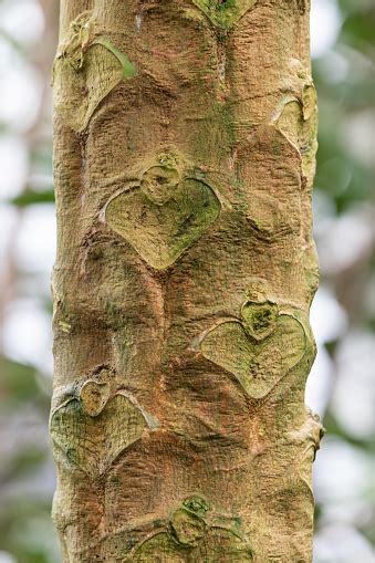 열대 식물 파파야 나무 줄기의 질감 생생한 패턴 카리카 파파야 니케리 롱 0명에 대한 스톡 사진 및 기타 이미지 0명 갈색 나무 Istock