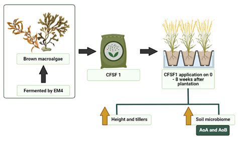 Seaweed Molasses Fertilizer At Roberto Sherrill Blog