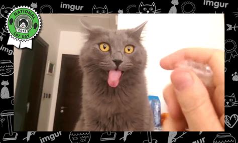 Imgur List Of Most Viewed Cats S In 2015 Business Insider