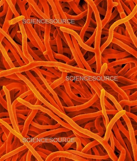 Hyphae Of Trichophyton Rubrum Sem Stock Image Science Source Images