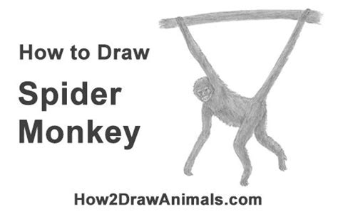 How To Draw A Spider Monkey Spider Monkey Drawings Monkey