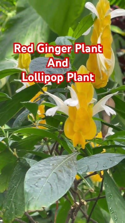 Red Ginger Flower And Yellow Lollipop Flowers Youtube