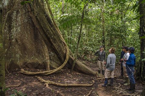 Popular Trees In The Amazon Rainforest At Josh Hayes Blog