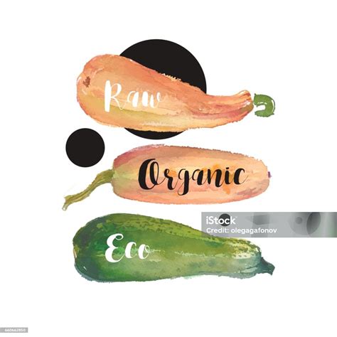 신선한 아이콘 디자인 레스토랑에 대 한 포스터 채식주의 게 시장에 대 한 배너 수채화 스쿼시 야채 그림 가을에 대한 스톡 벡터 아트 및 기타 이미지 Istock