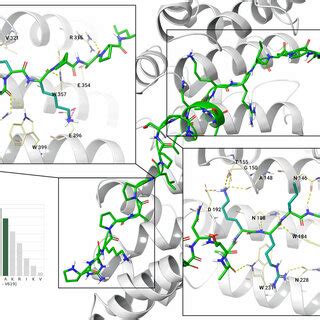 Predicted binding mode of the BCL B NLS to importin α and specific Download Scientific
