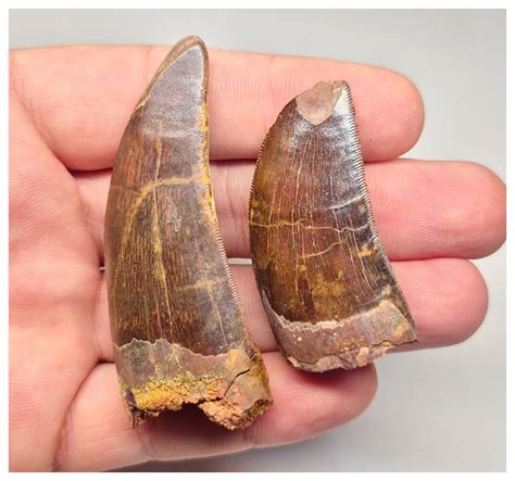 Dinosaur Fossil Tooth Set Of 2 Nicely Serrated Carcharodontosaurus