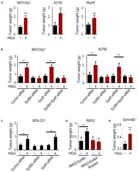 Erythropoietin Stimulates Tumor Growth Via Ephb4 Pmc