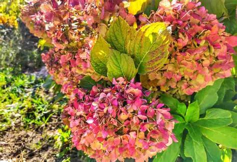 Hydrangea Fall Care 10 Expert Tips Hydrangea Love