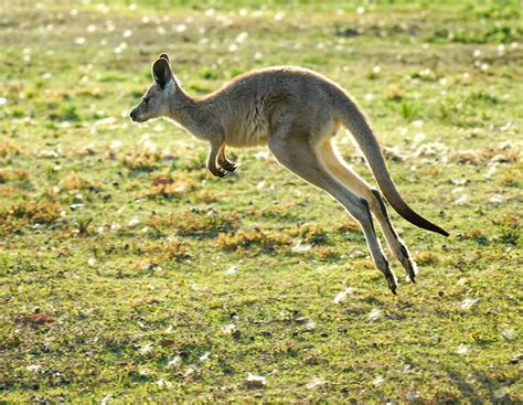 실종 캥거루 사흘 간 수색 끝 포획