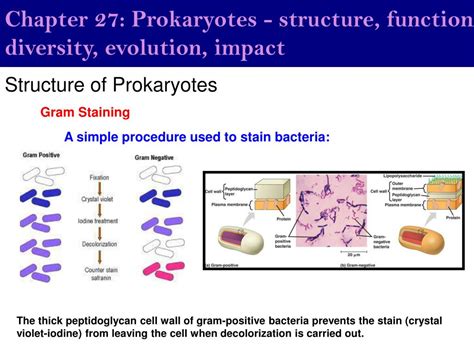 Ppt Chapter 27 Prokaryotes Structure Function Diversity