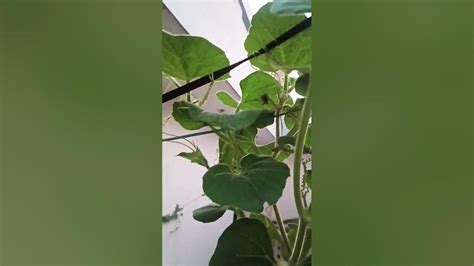 Organicvegetablesvegetablesvermicompostviralvideoviralshortvideo