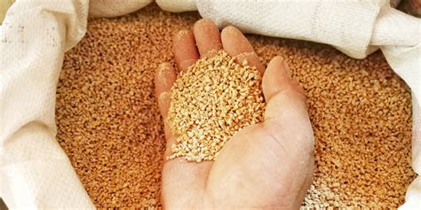 Halquinol Promoting Better Growth Anzen Exports