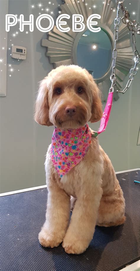 Beautiful Cockapoo Phoebe Has The Foxy Dog Shetland Facebook