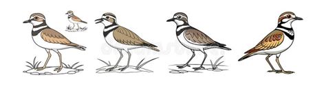 Killdeer Bird Realistic Illustration Stock Vector Illustration Of