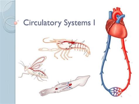 Open And Close Circulatory Systems And Examples Pptx