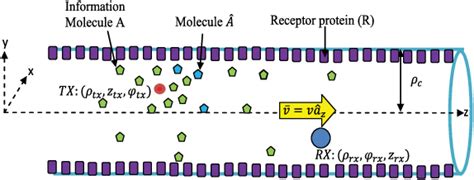 Figure 1 From Diffusive Molecular Communication In Biological