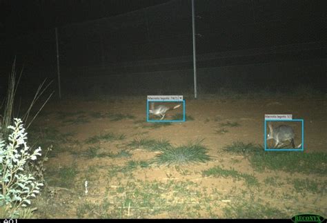 Australian Wildlife Conservancy Granted Federal Funding For Ai Wildlife