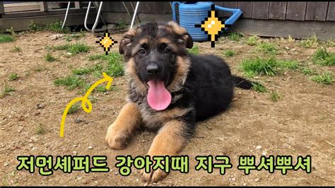 저먼셰퍼드 입양 하기 전 방문한 견사 하우스오정 저먼셰퍼드포레 Youtube
