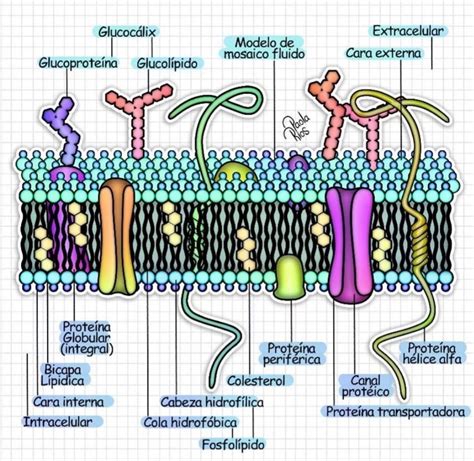 Membrana Plasmatica En 2025 Membrana Plasmática Material De Enfermeria Cosas De Enfermeria