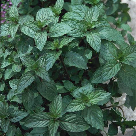 Mint ‘black Pepper British Garden Plants