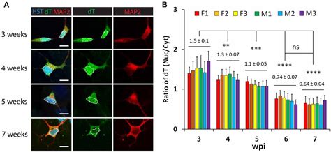 Frontiers Differential Influence Of Sample Sex And Neuronal