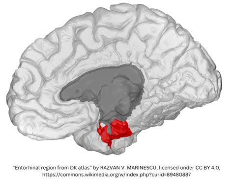 Declarative And Non Declarative Memory Developing Expertise In Neuroscience