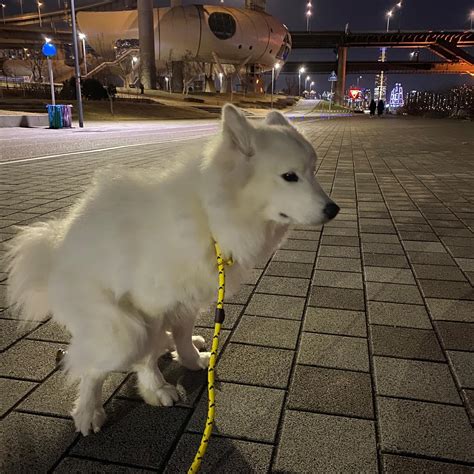 사모예드 타비 💩쌀때 제일 가만히 있어서 사진 찍기 편함 강아지스타그램