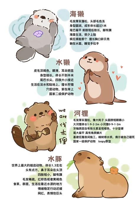 分清四种水边大可爱 海獭水獭河狸水豚 小红书 花瓣网