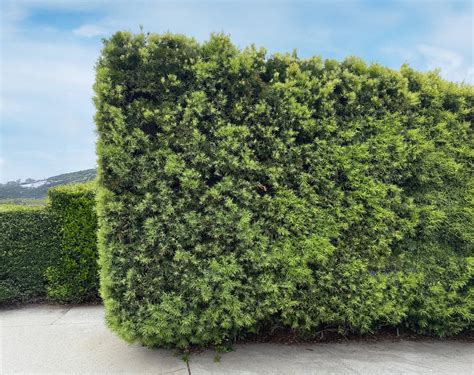 Podocarpus Hedge Florida