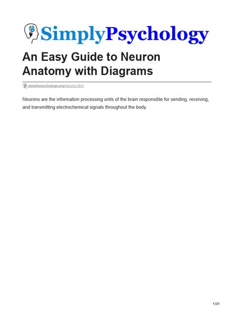 Neuron And Types Of Neurons 5th Semester 2nd Chapter Pdf Neuron Axon