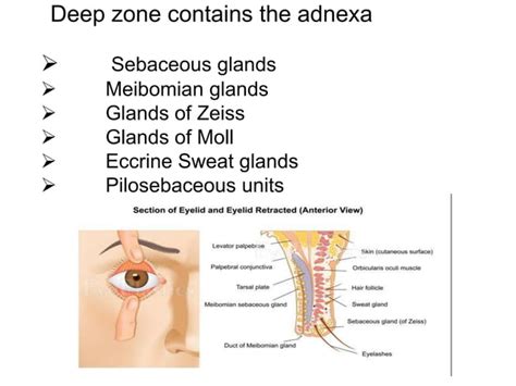 Lid Pathologies Pptx Free Download