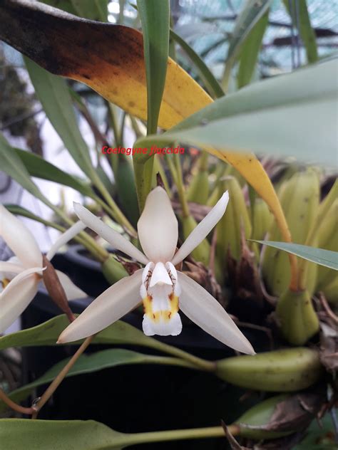 Coelogyne Flaccida