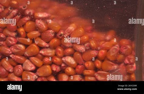 Maize Seed Stock Videos And Footage Hd And 4k Video Clips Alamy