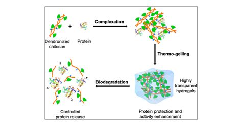 Thermo Gelling Dendronized Chitosans For Modulating Protein Activity