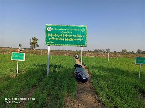 ချောင်းဦးမြို့နယ် ခရမ်းချဉ်မျိုးစေ့ထုတ် Gac ကုမ္ပဏီ၏ မျိုးစေ့အရည်အသွေးကောင်းစေရန် စိုက်ခြံ